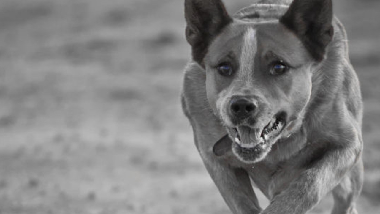 Go Fetch! 2 Review (DSiWare) | Nintendo Life