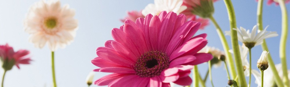 Photo Clock (2009) | DSiWare Game | Nintendo Life