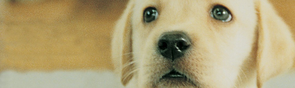 Nintendogs (2005) | DS Game | Nintendo Life