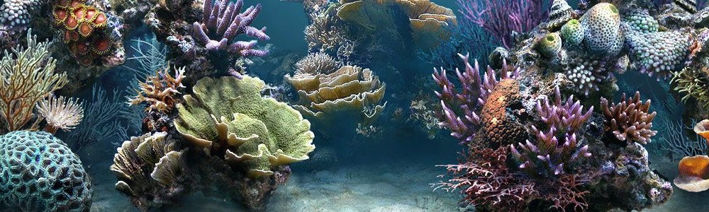 Fish Tank Review (WiiWare) | Nintendo Life