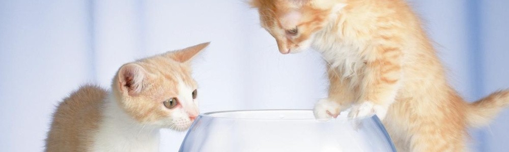 Catz (2006) | DS Game | Nintendo Life