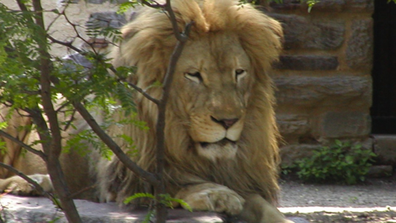 My Zoo (WiiWare) Game Profile | News, Reviews, Videos & Screenshots