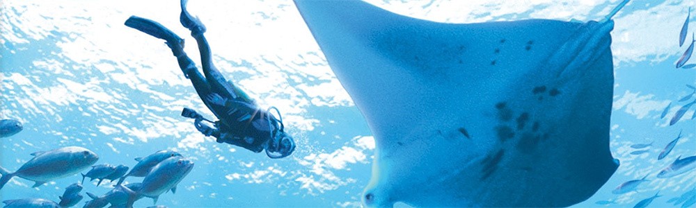 Endless Ocean Review (Wii) | Nintendo Life