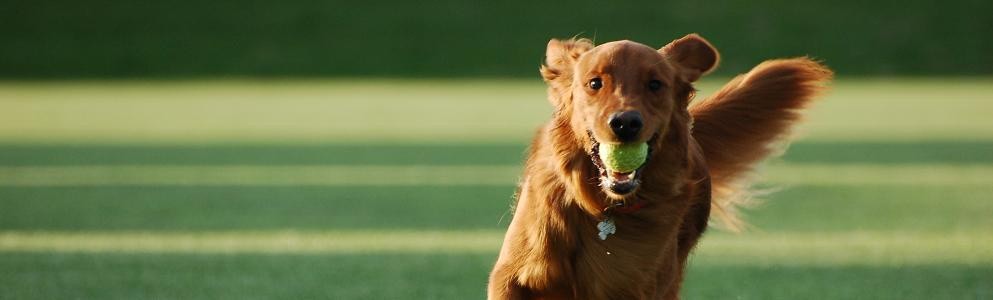 Go Fetch! Review - DSiWare | Nintendo Life