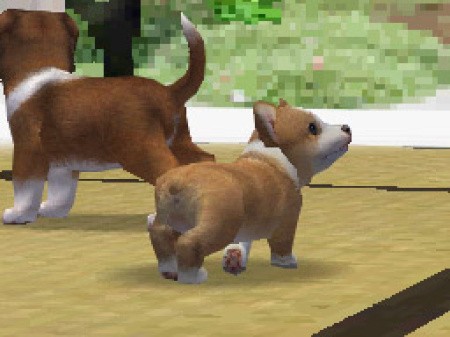 Nintendogs (2005) | DS | Screenshots